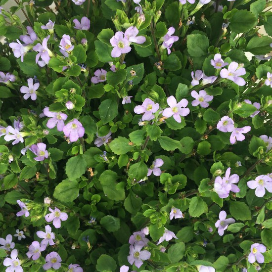 MTC Perennials Bacopa Lavender Storm 30cm