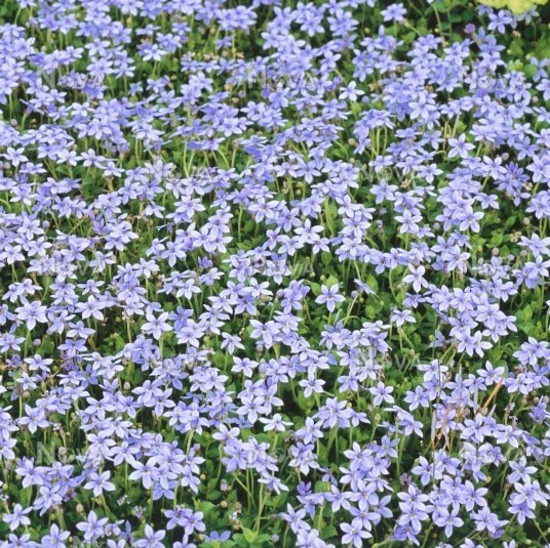 MTC Perennials Pratia Puberula Blue 10cm