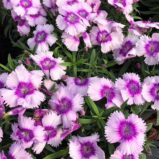 MTC Perennials Dianthus Diana Lavender Picotee 12cm