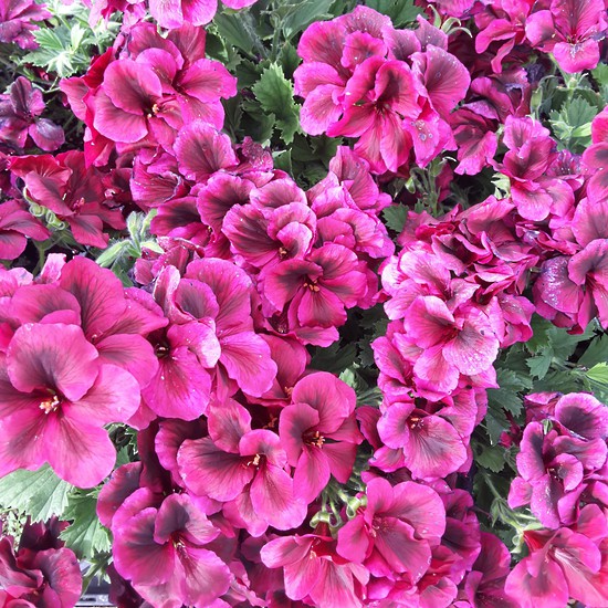 MTC Perennials Pelargonium Morwenna Dark Red 14cm
