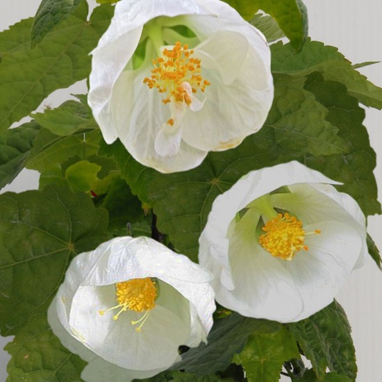 - Jumbo Plants - M.T.C. Perennials Ltd