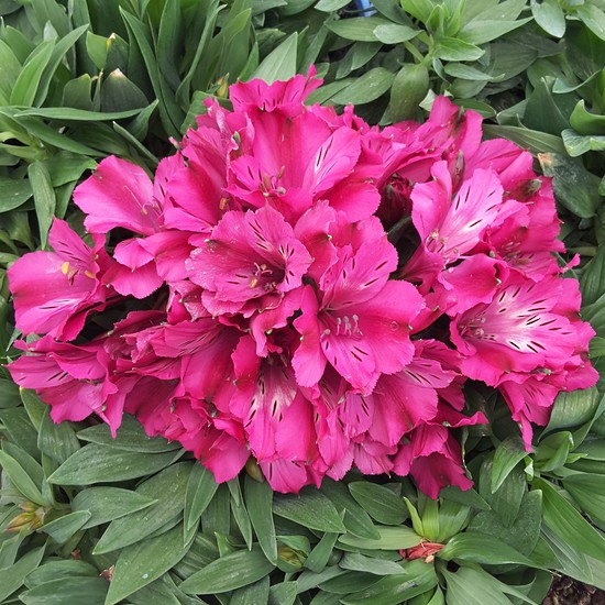 - Jumbo Plants - M.T.C. Perennials Ltd