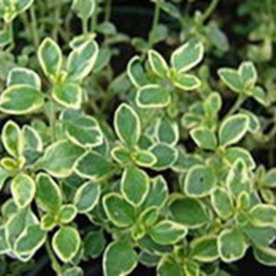MTC Perennials Thymus Citroides Aurea 14cm
