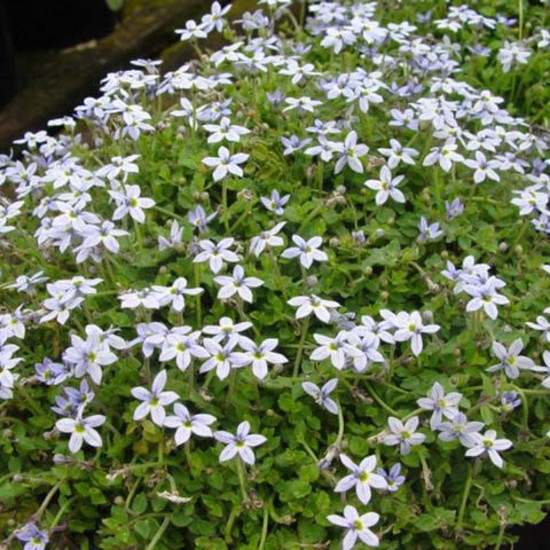 MTC Perennials Pratia Puberula White 10cm