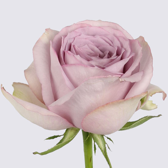 Lullaby - Roses grown by Van Lier Nurseries Ltd