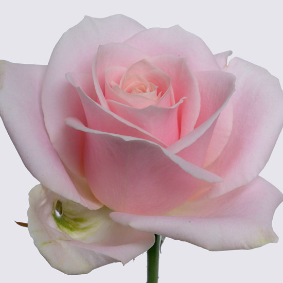 - Pink grown by Van Lier Nurseries Ltd