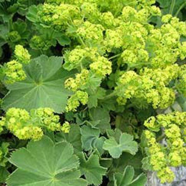 - Premier Perennials - M.T.C. Perennials Ltd
