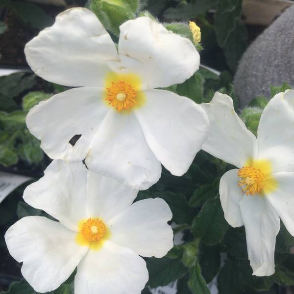 - Premier Perennials - M.T.C. Perennials Ltd