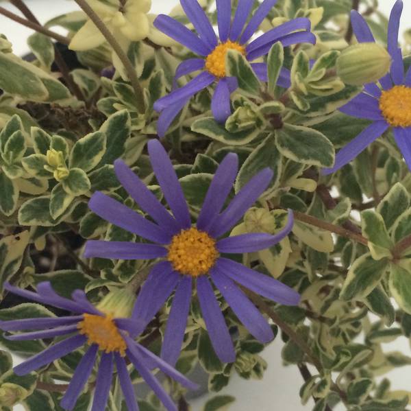 - Premier Perennials - M.T.C. Perennials Ltd