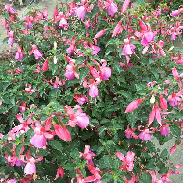 - Premier Perennials - M.T.C. Perennials Ltd