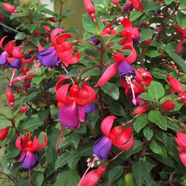 - Baskets and Gifts - M.T.C. Perennials Ltd