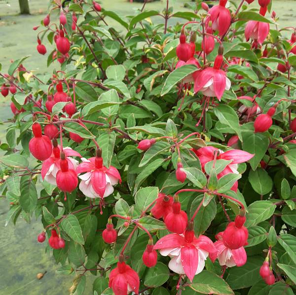 MTC Perennials Fuchsia Southern Belle 14cm