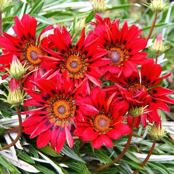 MTC Perennials Gazania Takatu Red 14cm