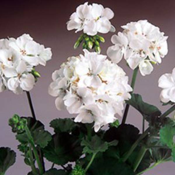 - Colourmaster - M.T.C. Perennials Ltd