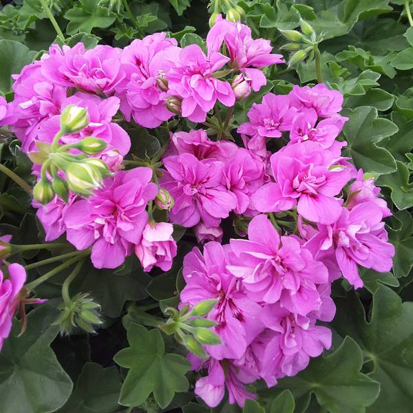 - Premier Perennials - M.T.C. Perennials Ltd