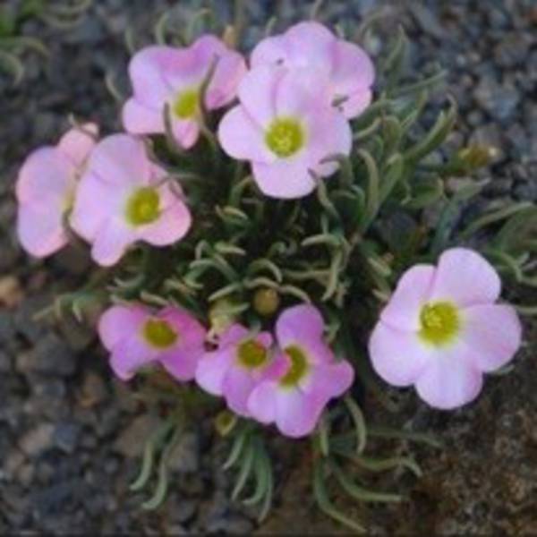 - Premier Perennials - M.T.C. Perennials Ltd