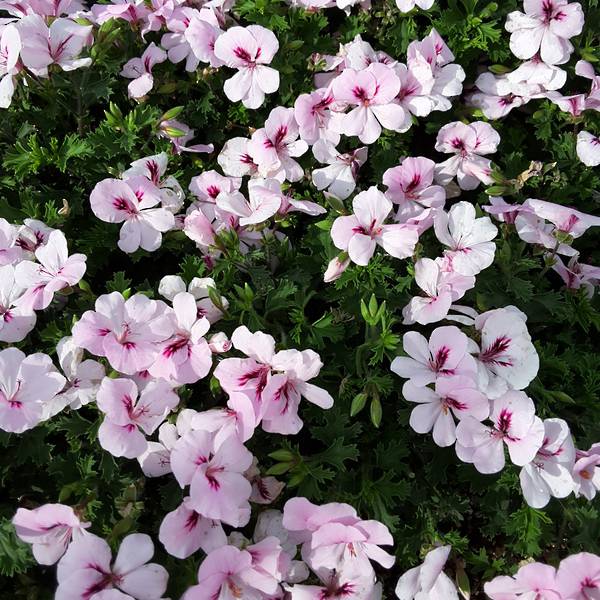 - Premier Perennials - M.T.C. Perennials