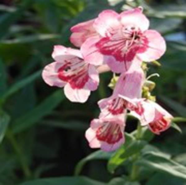 - Premier Perennials - M.T.C. Perennials Ltd