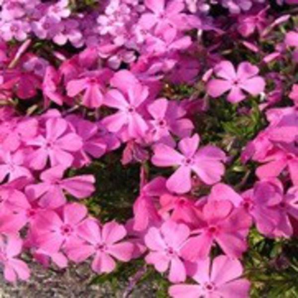 - Premier Perennials - M.T.C. Perennials Ltd