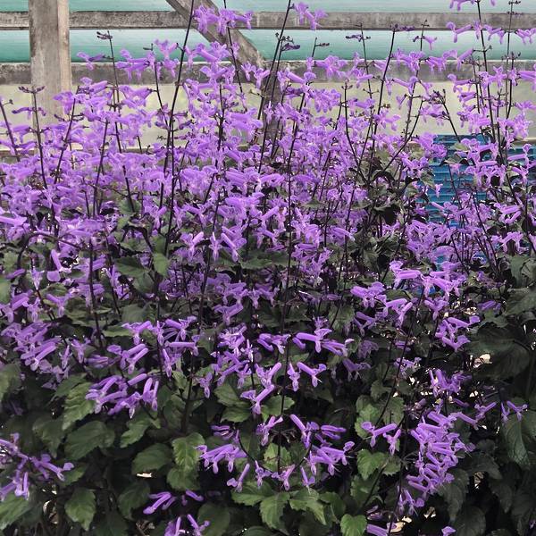 - Premier Perennials - M.T.C. Perennials Ltd