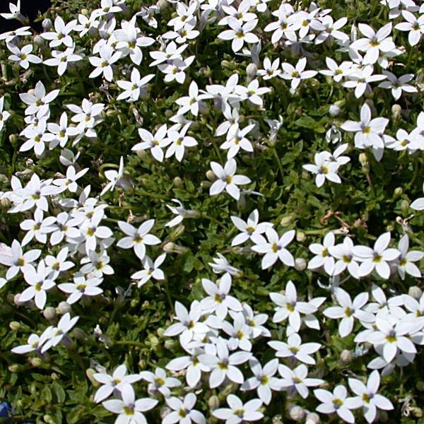 - Premier Perennials - M.T.C. Perennials Ltd