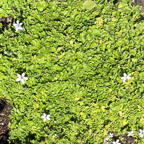 - Premier Perennials - M.T.C. Perennials Ltd