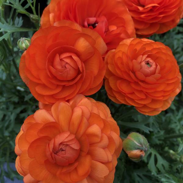 - Colourmaster - M.T.C. Perennials Ltd