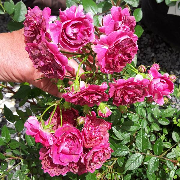 - Premier Perennials - M.T.C. Perennials Ltd