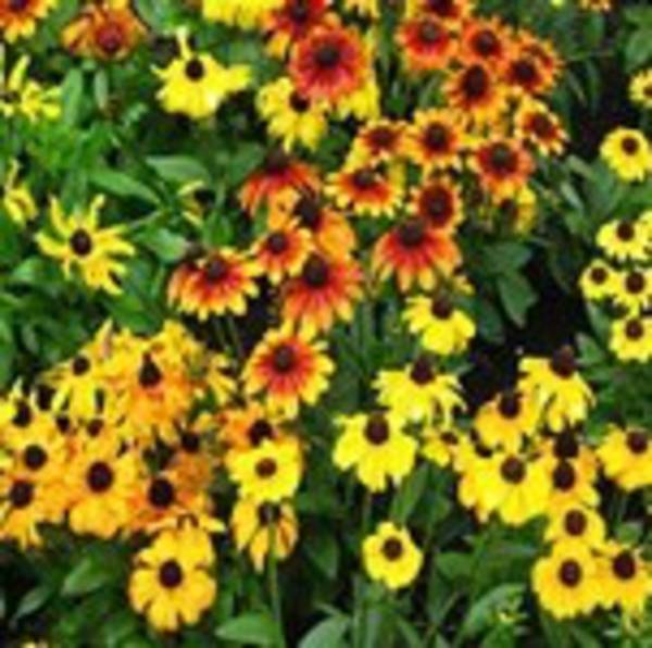 - Colourmaster - M.T.C. Perennials Ltd