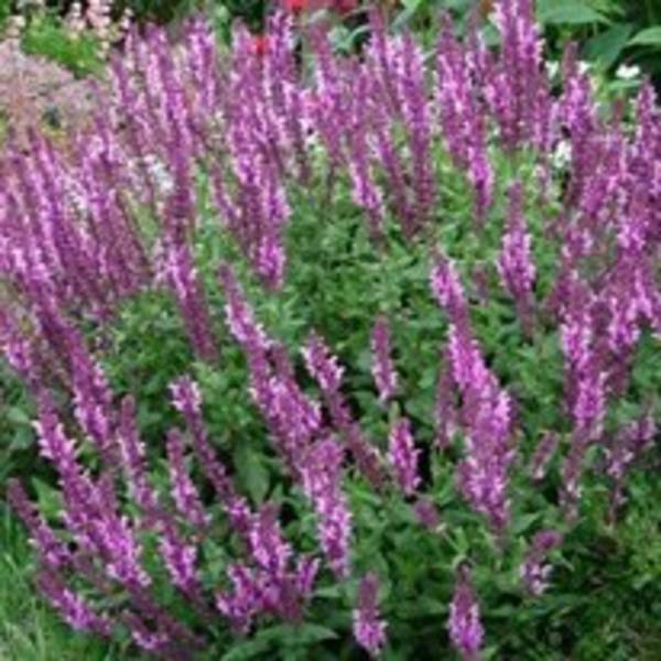 - Premier Perennials - M.T.C. Perennials Ltd