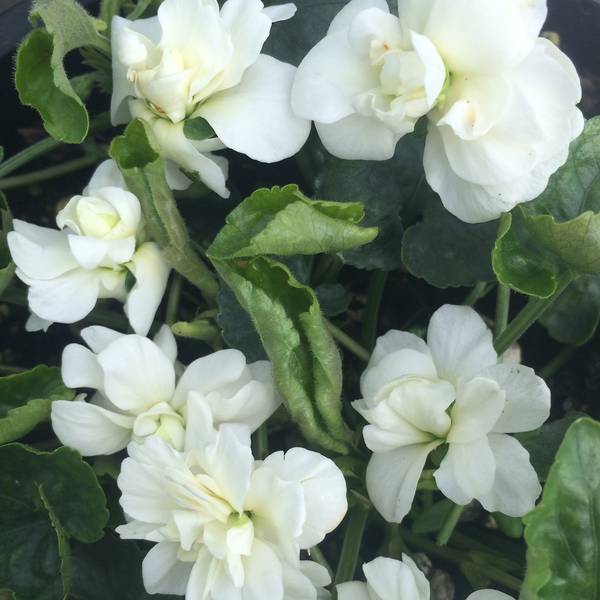 - Premier Perennials - M.T.C. Perennials Ltd