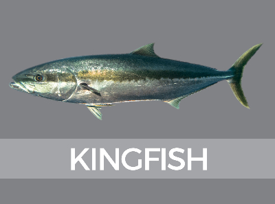 Fish Species Identification | Ocean Hunter