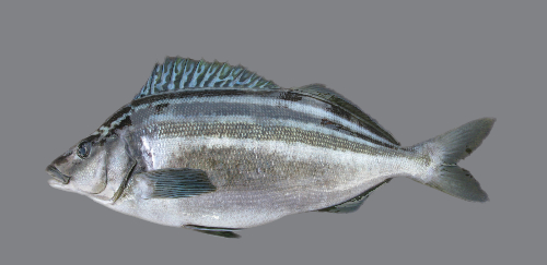 Trumpeter | Species Identification | Ocean Hunter NZ