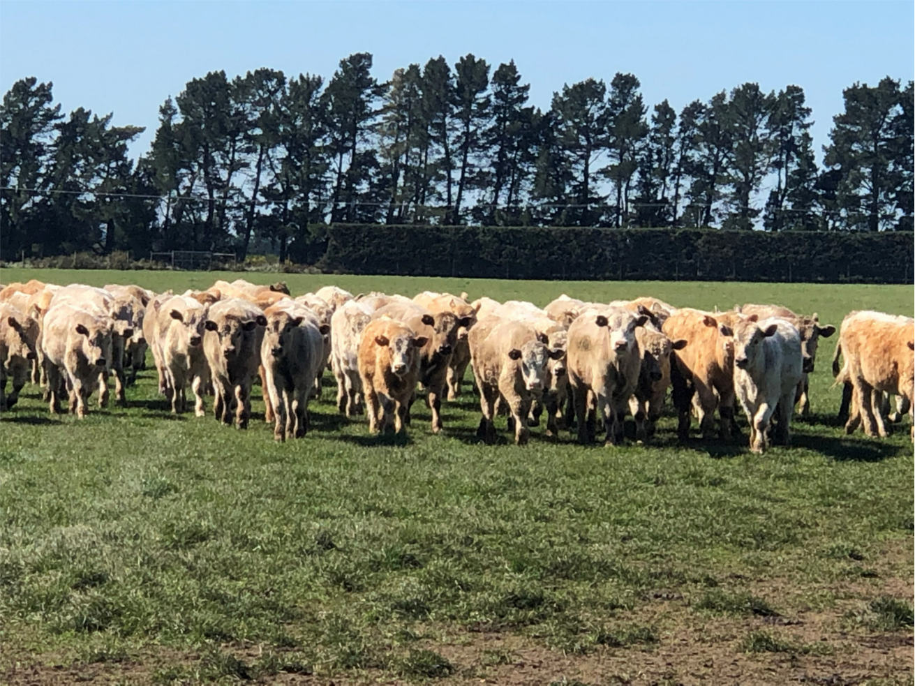 JG & DA Crawford Annual Beef Yearling Cattle Sale