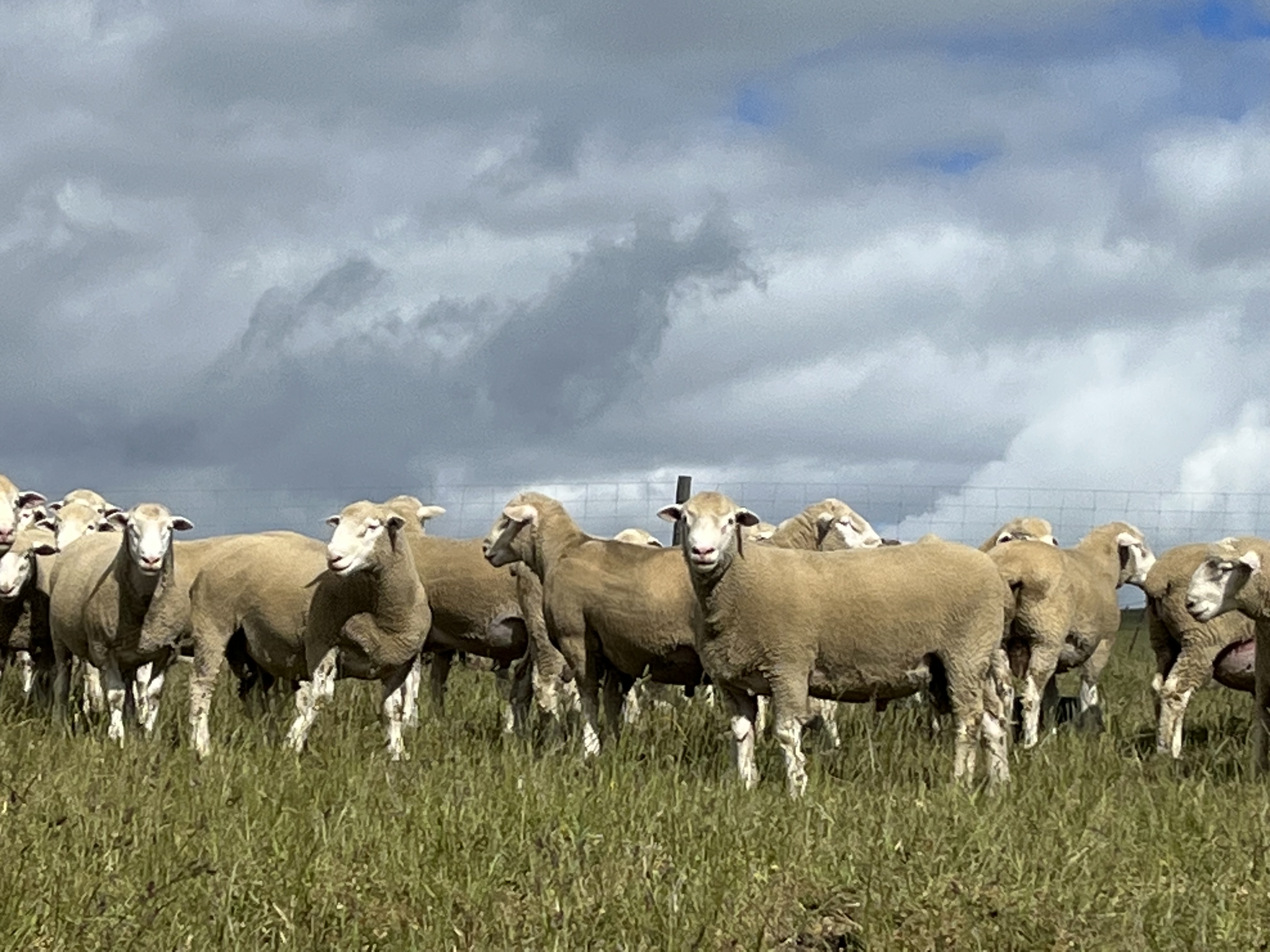 Cairnlea Ram Sale