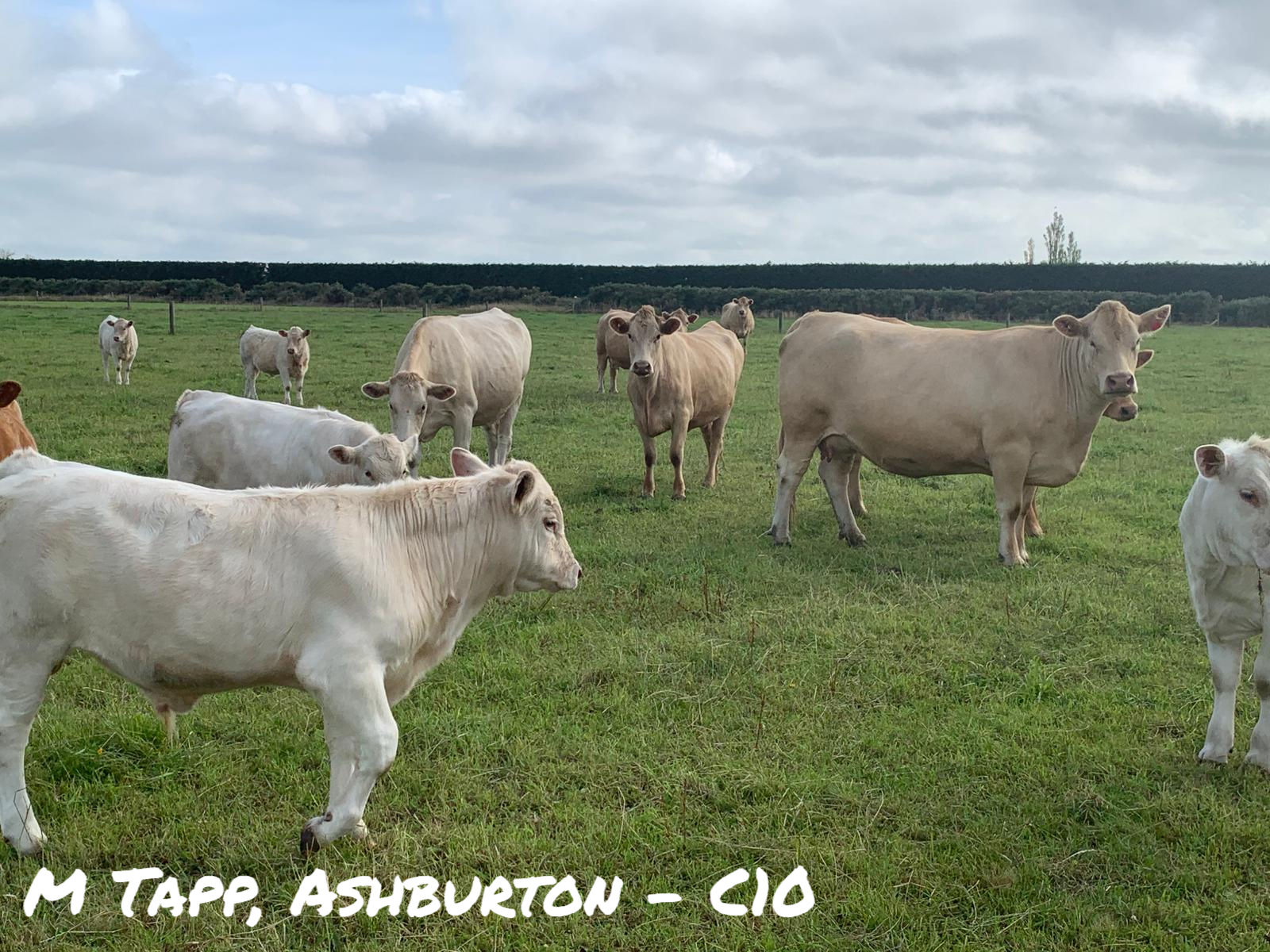Temuka Store Cattle