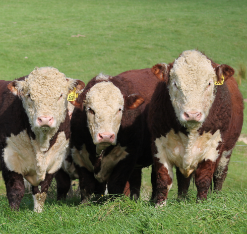 Sale Reports from South Island salesyards | Rural Livestock