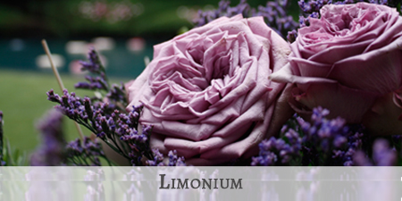 Van Lier Nurseries - Roses and Flowers for Florists and Wholesalers
