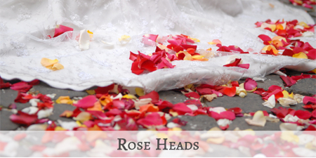 Van Lier Nurseries - Cut Rose Range - Collection for Florists and ...