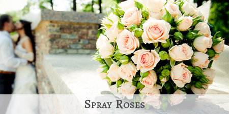 Van Lier Nurseries - Roses and Flowers for Florists and Wholesalers
