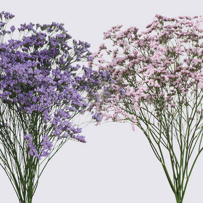 - Limonium grown by Van Lier Nurseries Ltd