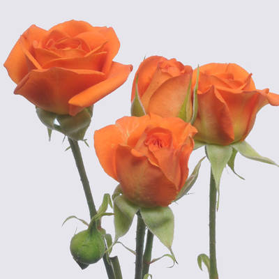 Babe Spray Rose - Spray Roses grown by Van Lier Nurseries Ltd