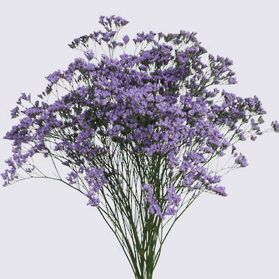 - Limonium grown by Van Lier Nurseries Ltd