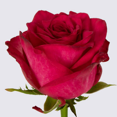 - Pink grown by Van Lier Nurseries Ltd