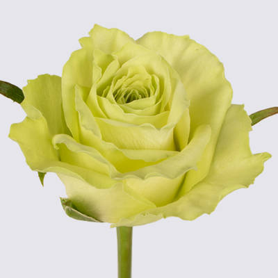 Camouflage - Roses grown by Van Lier Nurseries Ltd