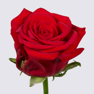 - Roses grown by Van Lier Nurseries Ltd