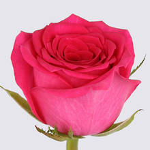 Van Lier Nurseries - Premium quality rose grower - Auckland, NZ